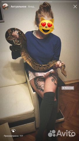 Удав императорский (boa constrictor)