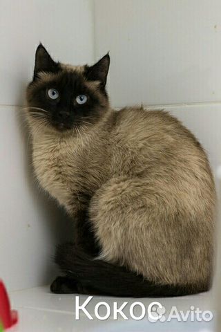 Кот Кокос - подвальный таец :)