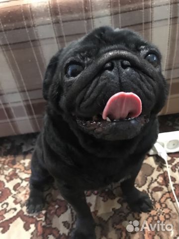 Ковалер мопс ищет даму;)