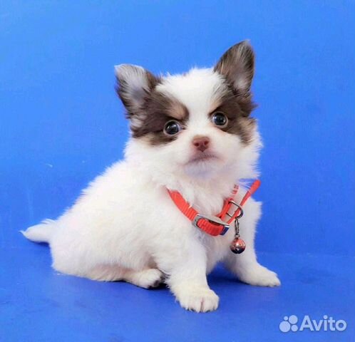 Мальчик есть миник