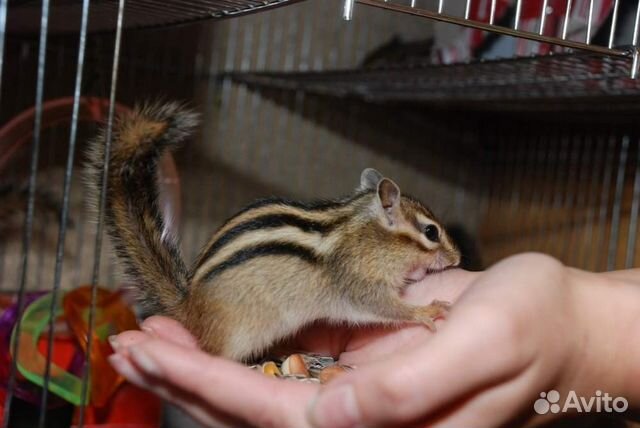 Домашний бурундук с клеткой