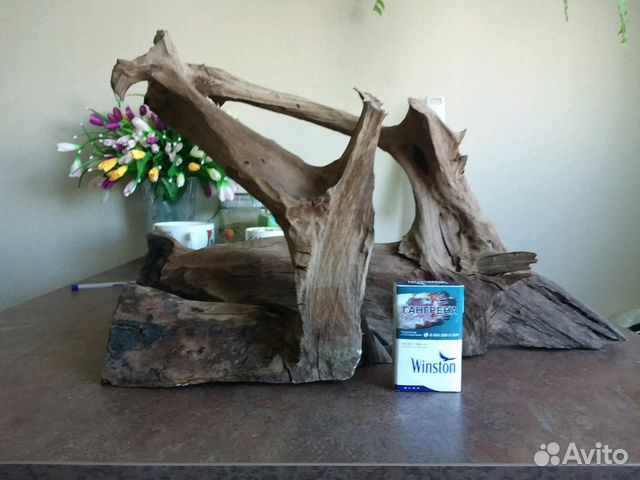 Коряга мангровая