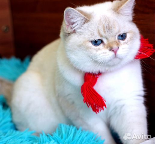 Аристократ Зефир, британский котенок шоу класса
