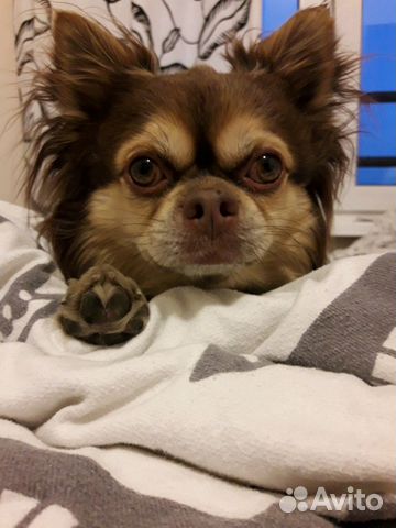 Вязка кобель чихуахуа, ждем невест