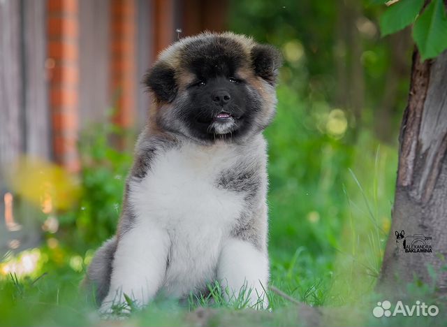 Щенки американцы