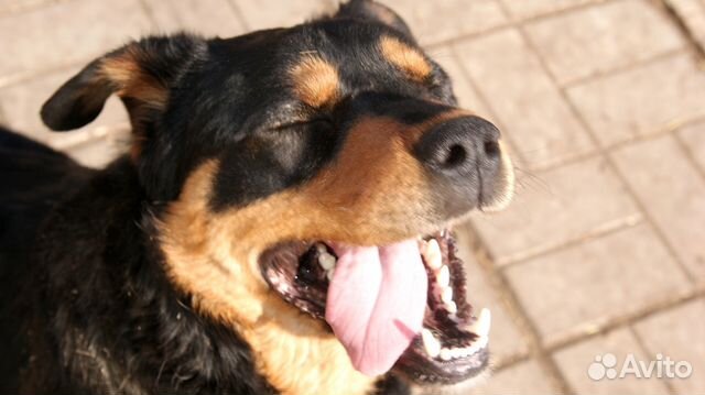 Отдам суку ротвейлера. В добрые руки