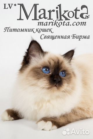 Священная бирма Бирманская Котёнок