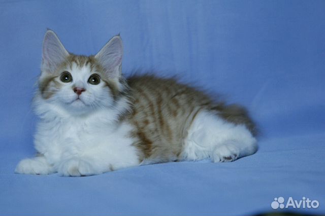 Курильский бобтейл