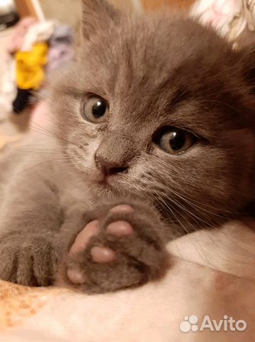 Британские котята