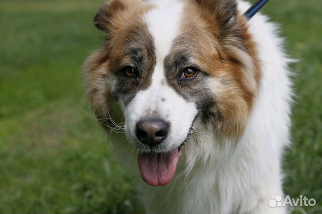 Метис Сенбернара Бетховин