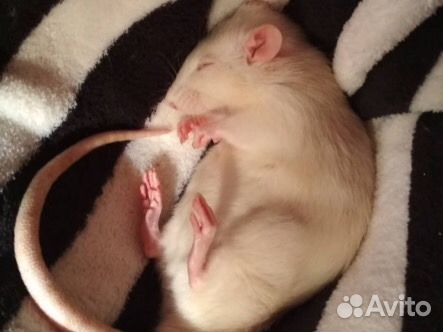 Крысы Дамбо