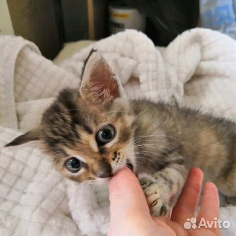 Полосатая девчушка в дар