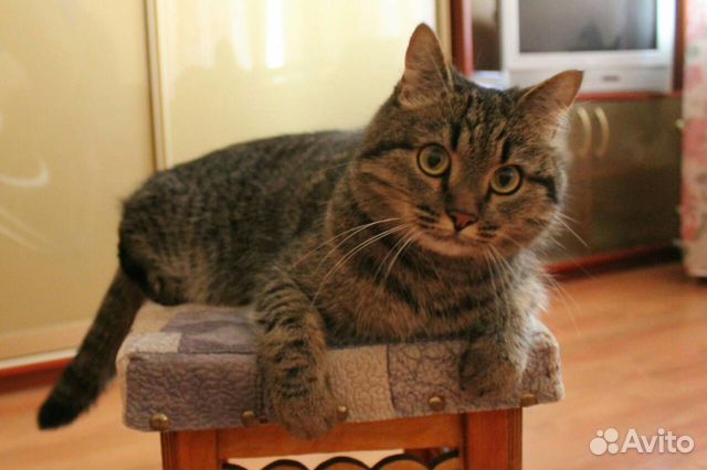 Отдам кота (из-за беременности началась аллергия)