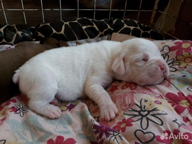 Щенки боксера