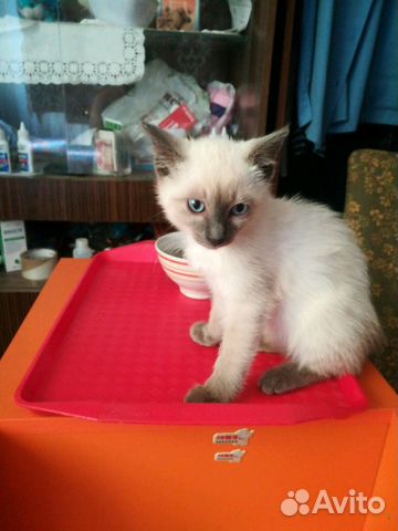 Сиамский котенок,мальчик