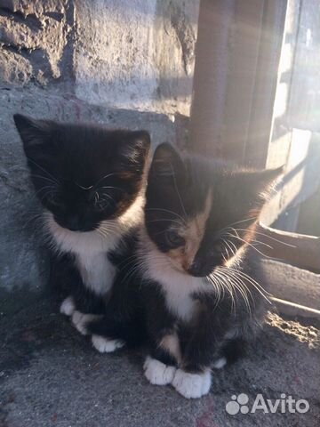 Котики в хорошие руки
