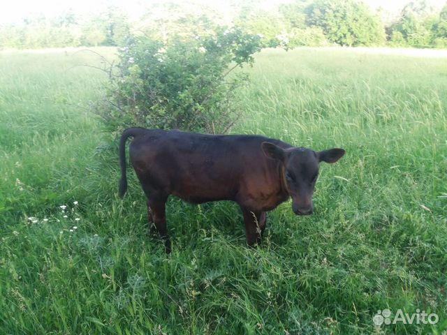 Продам телят