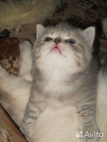 Продаются котята