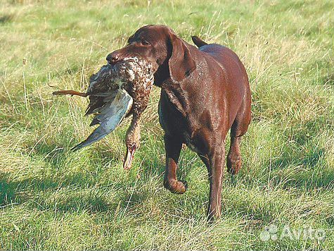 Щенки курцхаара