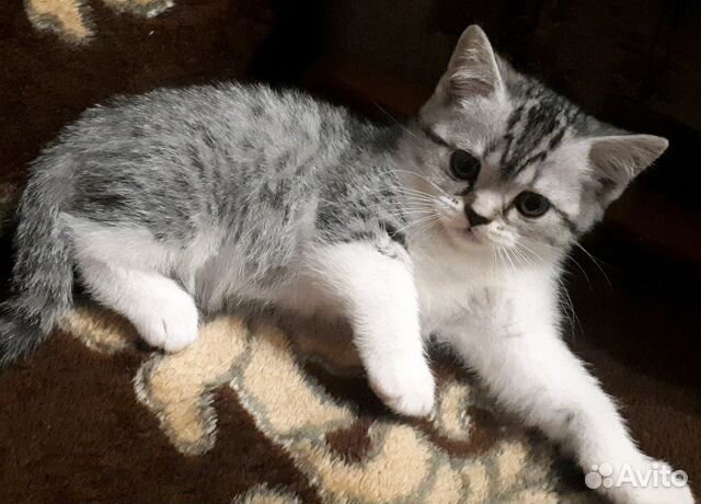 Шотландские девчульки близняшки