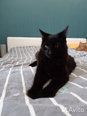 Мини мейн кун