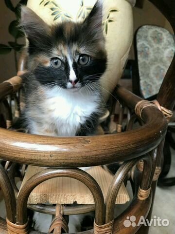 Енотик ищет дом