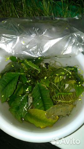 Растения аквариумные