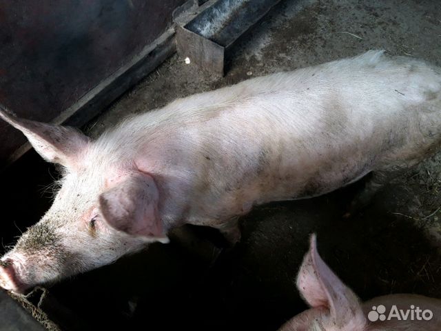 Продам пятерых поросят(свиней)