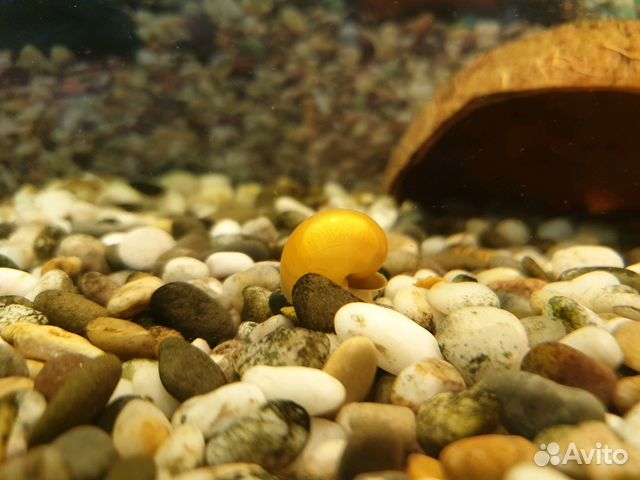 Улитки Ампулярии