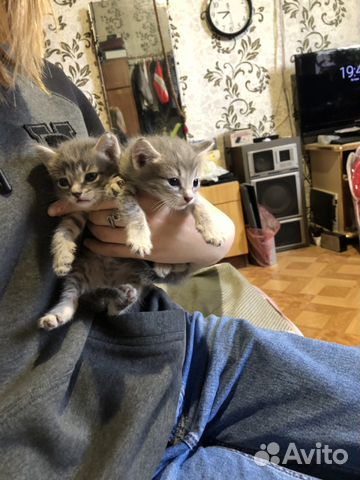Семеро котят ищут дом