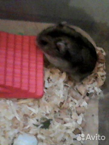 Хомячёк Джунгарский