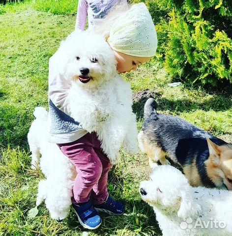 Бишон фризе. Красатуля подрощенная