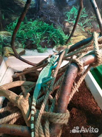 Василиск шлемоносец