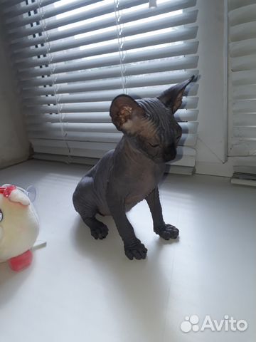 Канадского сфинкса котята