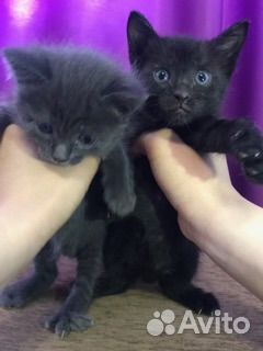 Котенок, черный и голубой,1 мес и котик 7 мес