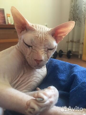 Донской сфинкс