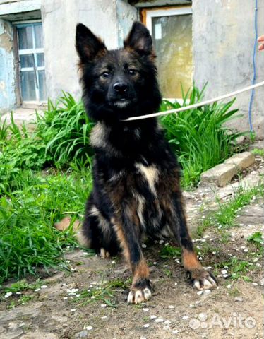 Домовёнок Вам в дом