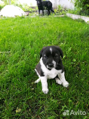 Бим ищет хороший дом и любящего хозяина