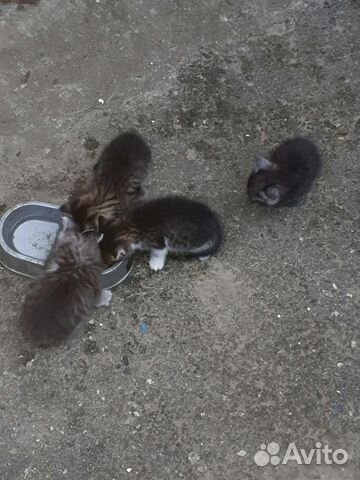 Отдам котят в хорошие руки