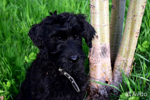 Продам ризеншнауцера