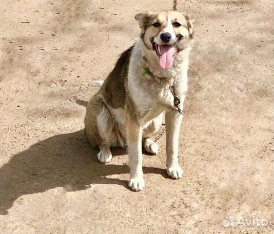 Щенок, собака,сука,щенки,собаки по