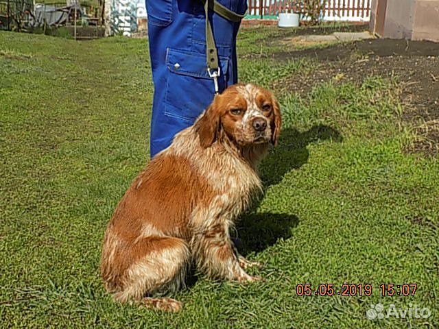 Бретонский эпаньоль