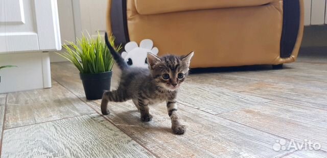 Котята