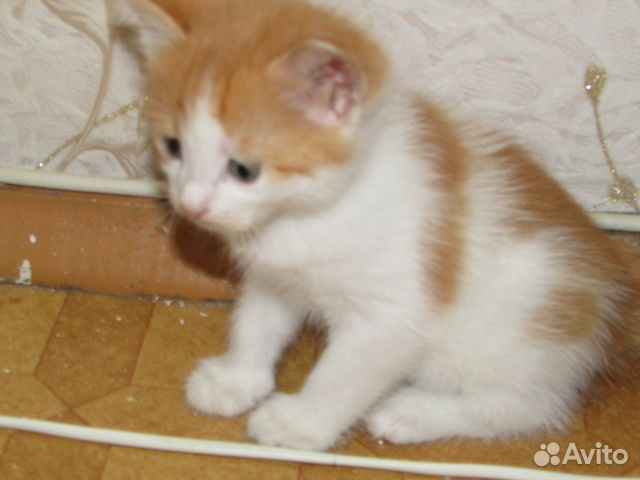 Рыженький смышлёный котик. Есть видеозапись