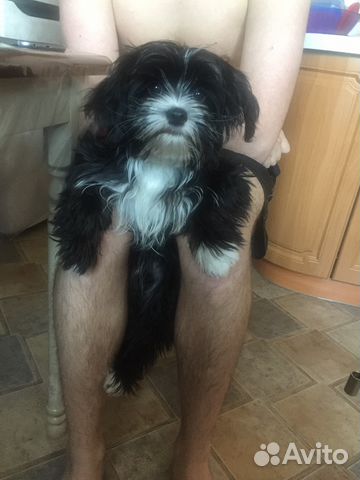 Щенок(Метис бишон фризе- чих )