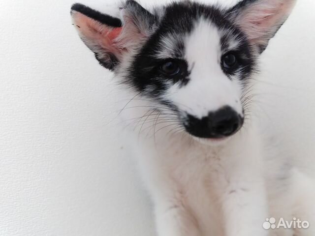 Лисенок, лиса окраса мрамор