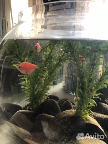 Рыбка Карамелька