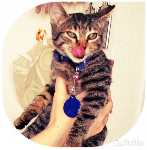 Котенок 3 месяца