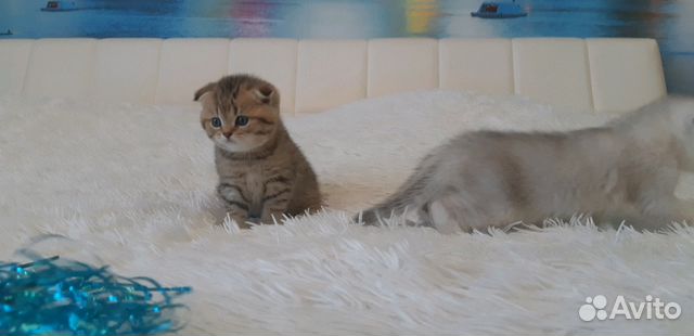 Мальчики серебро и золото