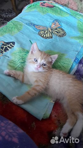 Котёнок рыжий с голубыми глазами,1.5 месяца